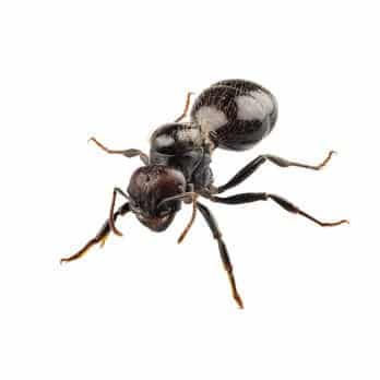 Pavement-Ant-01-ID (1) - JAPCO Pest Control Ltd.