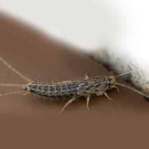 firebrat - JAPCO Pest Control Ltd.