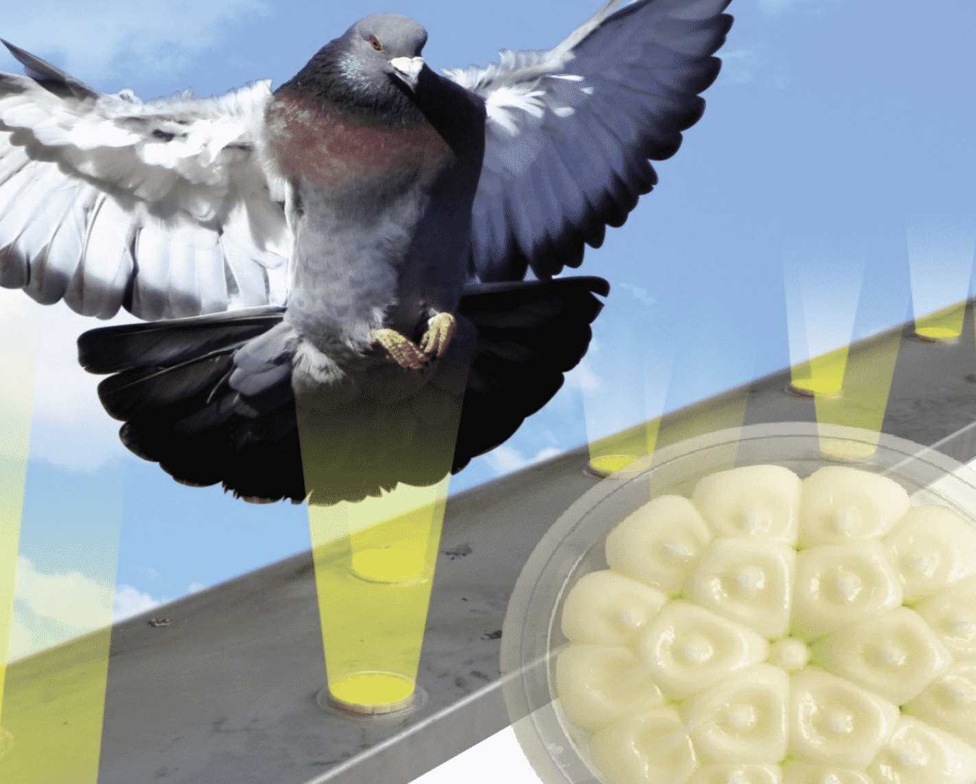Introducing Optica Gel Bird Deterrent by Bird Barrier - JAPCO Pest ...
